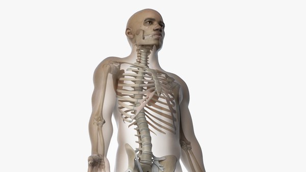 Skin african male skeleton 3D model - TurboSquid 1482161