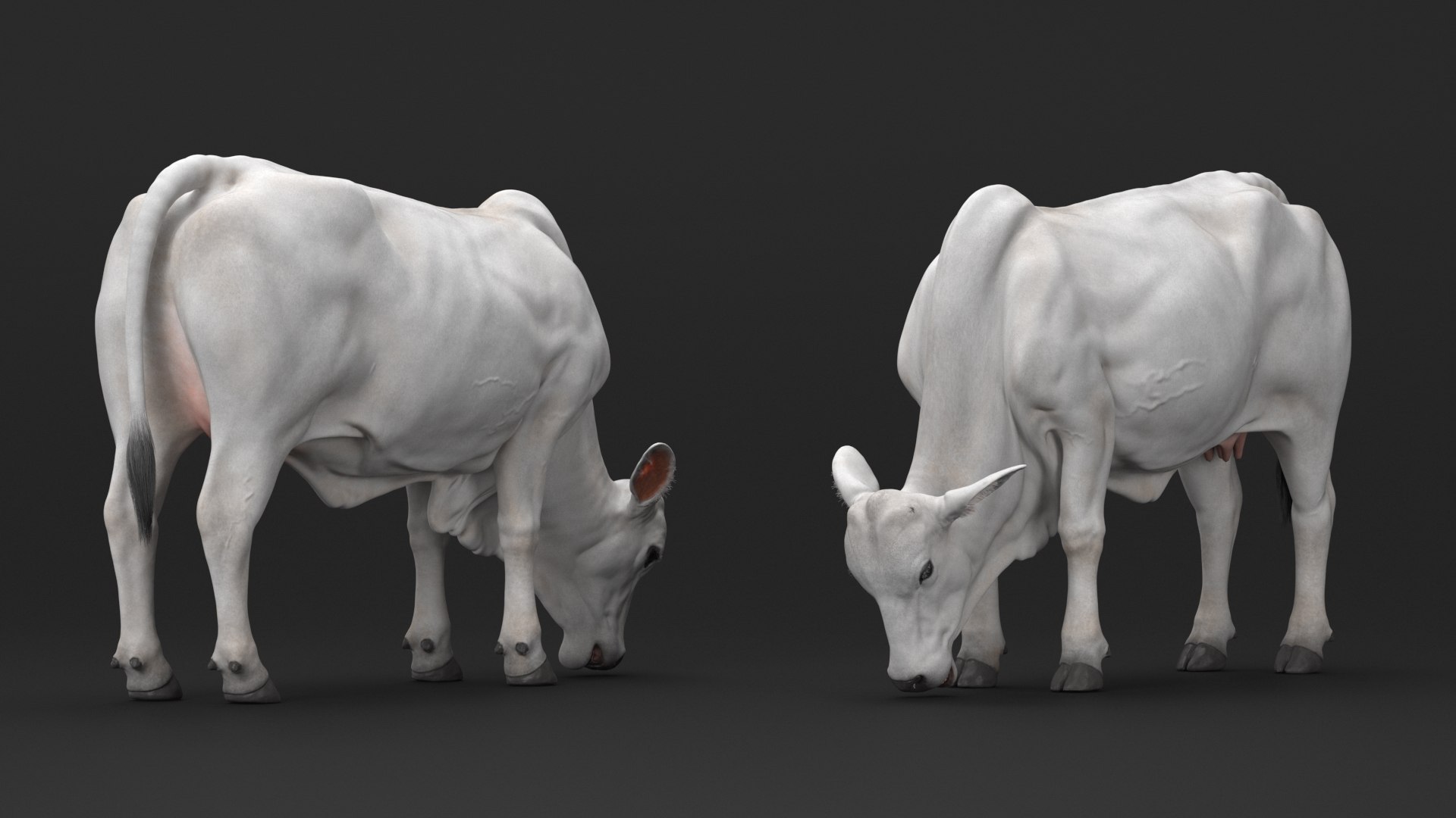 Nelore Cow Female Eating Fur 3D Model - TurboSquid 2317693