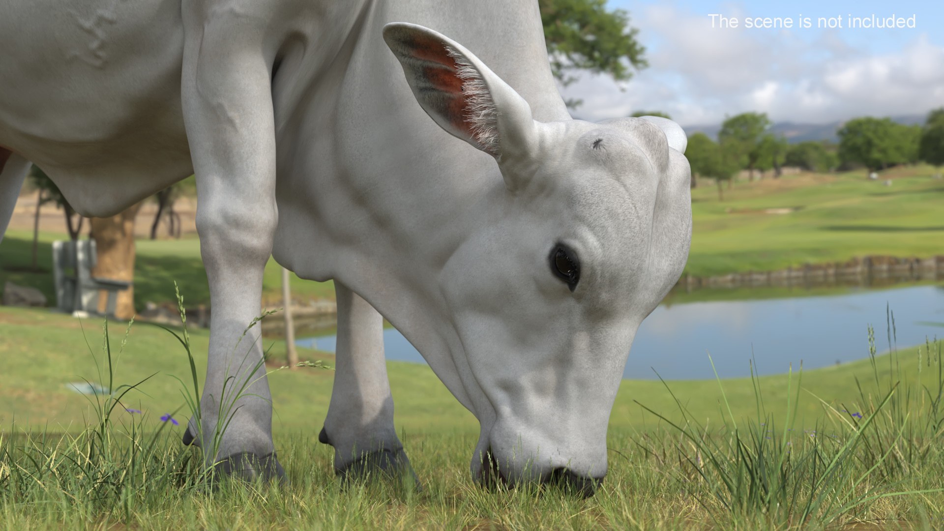 Nelore Cow Female Eating Fur 3D Model - TurboSquid 2317693