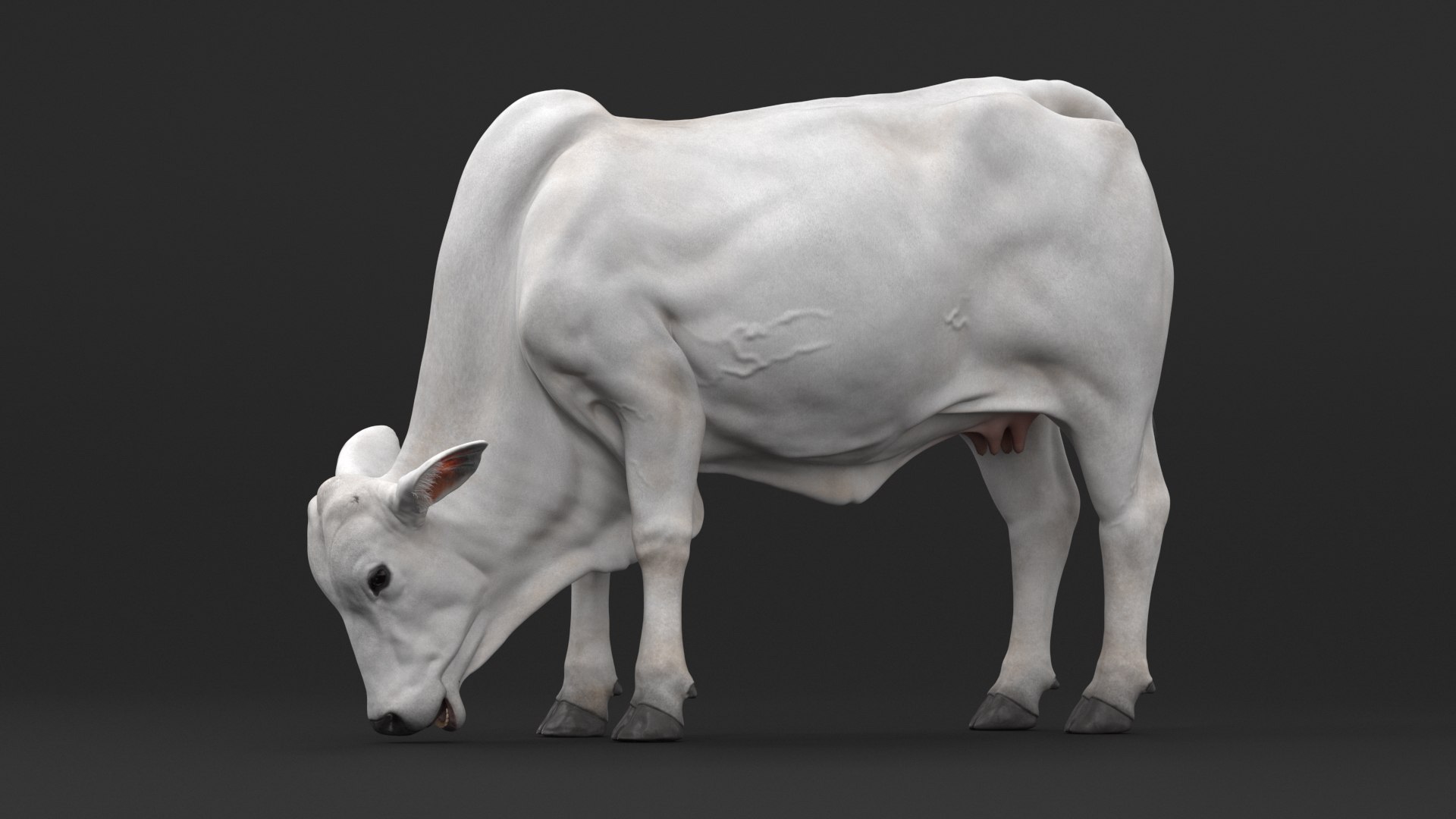 Nelore Cow Female Eating Fur 3D Model - TurboSquid 2317693