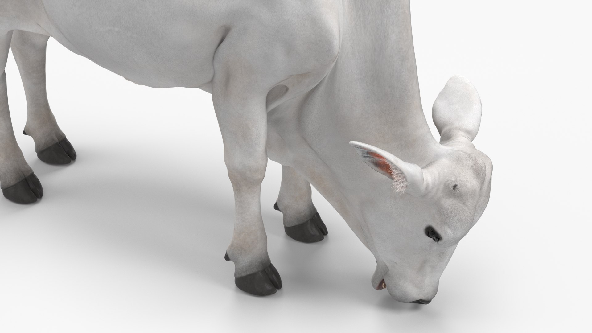 Nelore Cow Female Eating Fur 3D Model - TurboSquid 2317693