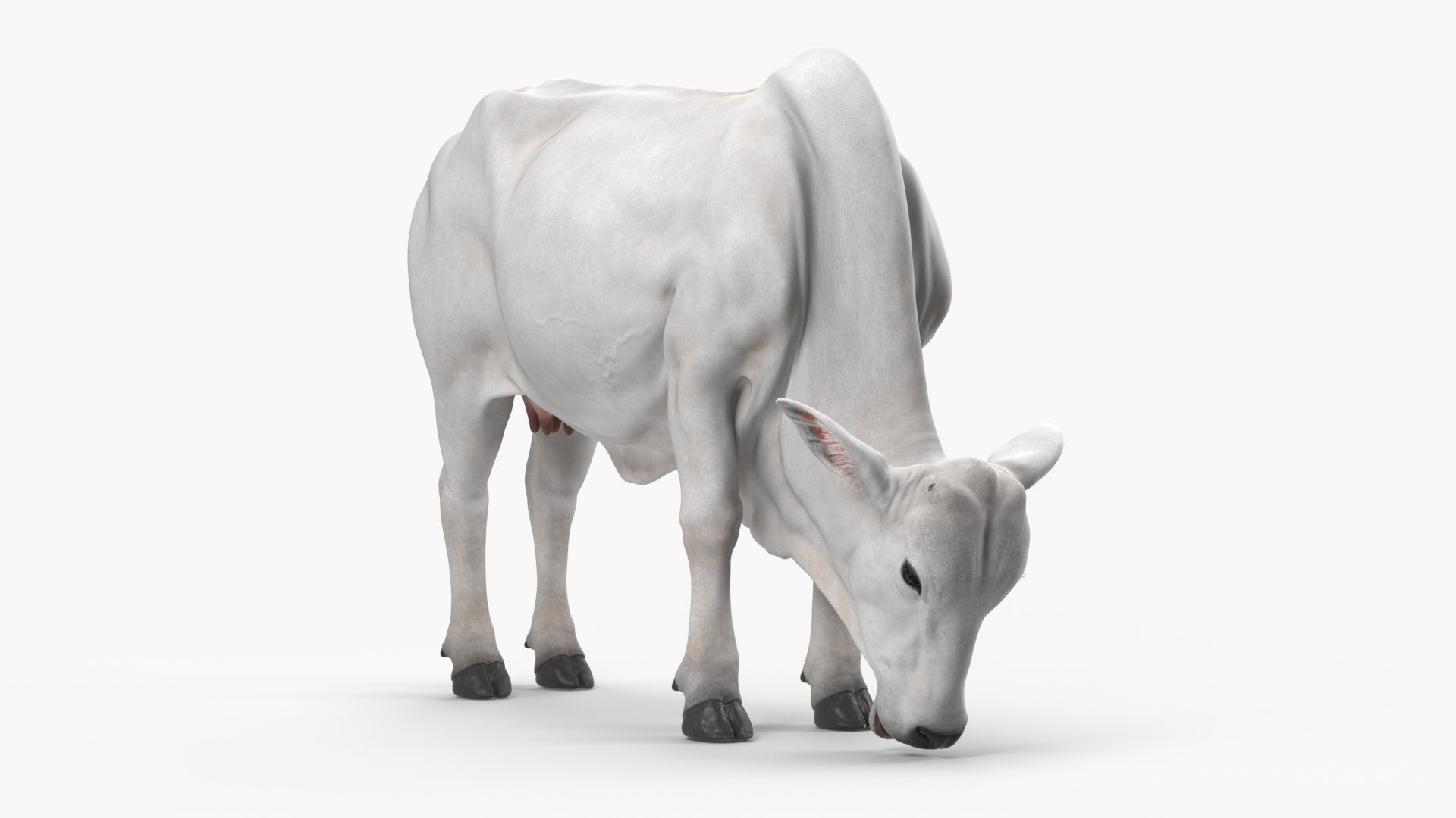 Nelore Cow Female Eating Fur 3D Model - TurboSquid 2317693