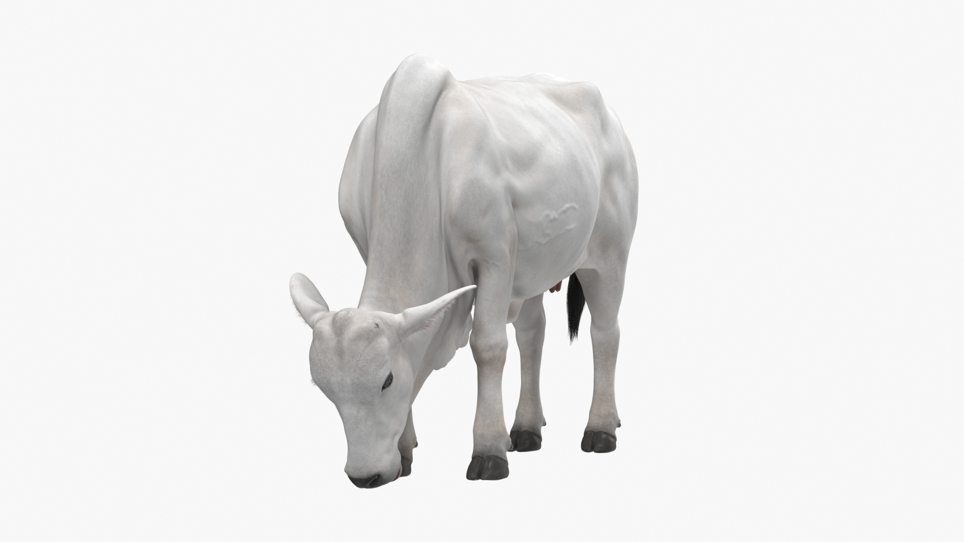 Nelore Cow Female Eating Fur 3D Model - TurboSquid 2317693