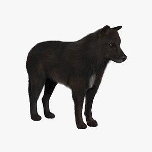 3D Black Wolf Models - Browse & Download Formats - TurboSquid