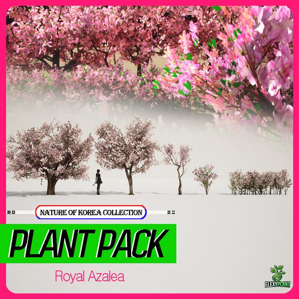 modelo 3d 5 Planta de flores de azalea real coreana Modelo II Juego listo II LOD - TurboSquid ...