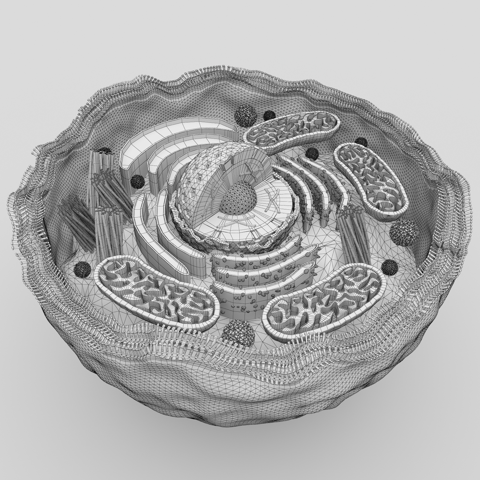 3d human cell