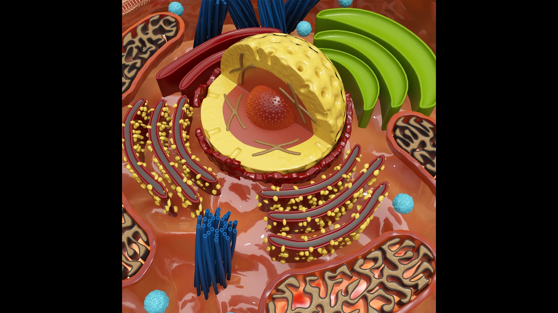 3d Human Cell
