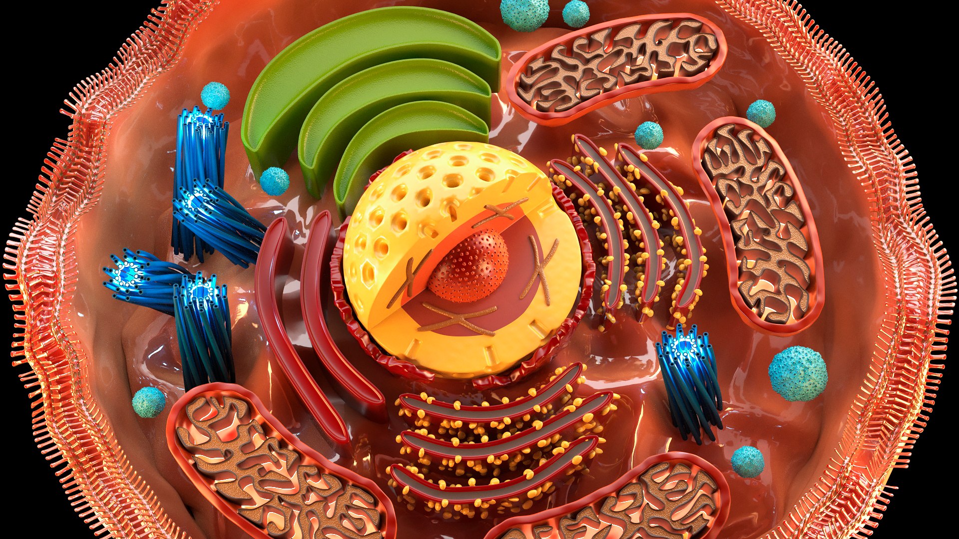 3d Human Cell