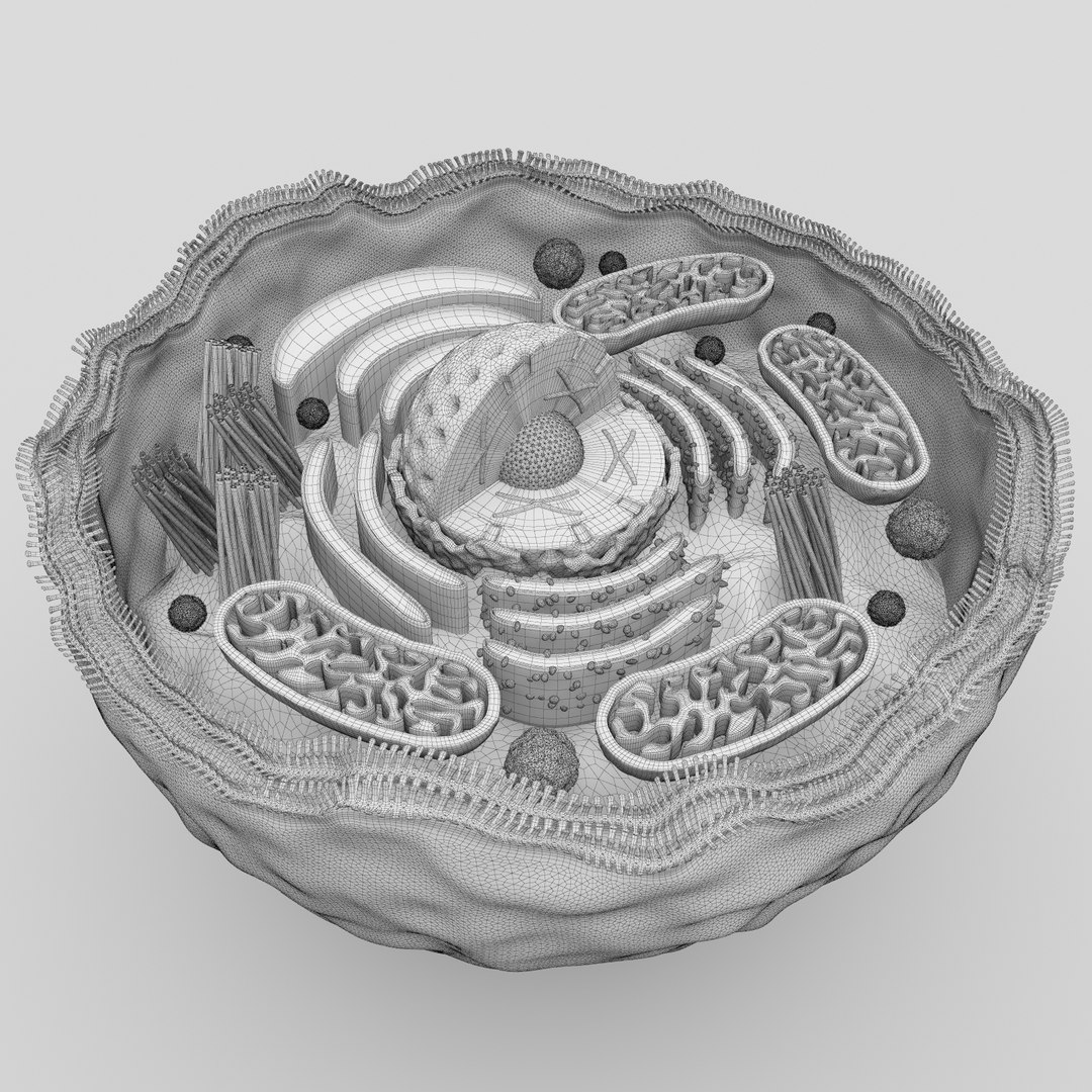 3d Human Cell