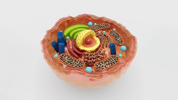 Modelo De Projeto De Celula Humana Modelo Célula 3D