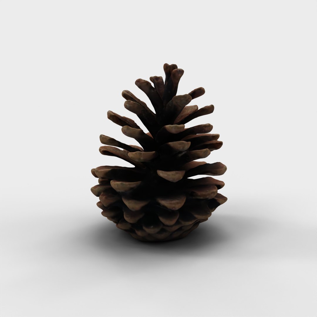 3D Small Pinecone Photoscan Model - TurboSquid 2148029