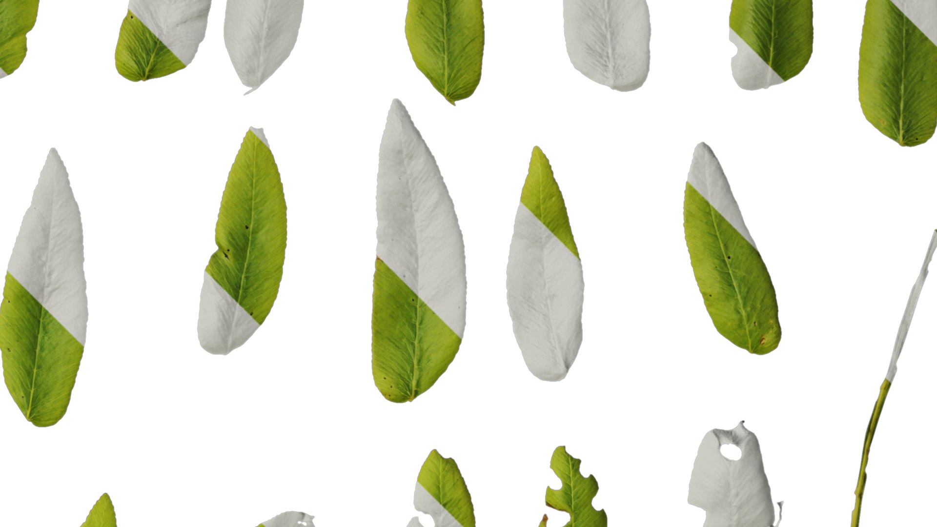 3D Anydrafts Osmunda Japonica Leaf 01 Textures - TurboSquid 2351055