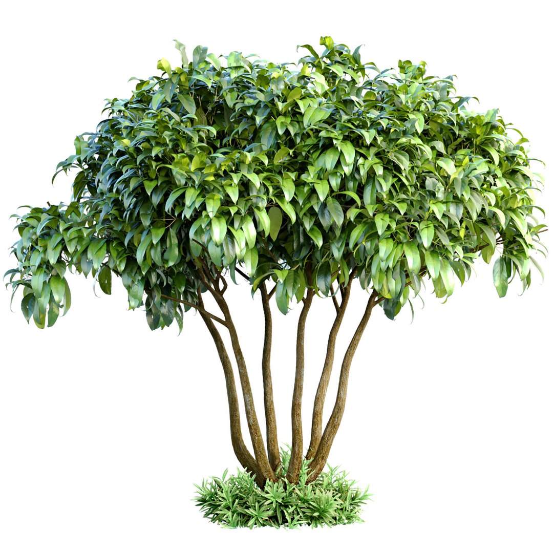3D Outdoor Garden Plant Tree Shrub Bush Backyard Model - TurboSquid 2186251
