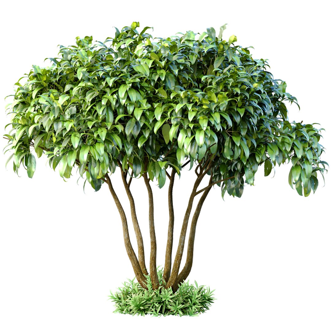 3D Outdoor Garden Plant Tree Shrub Bush Backyard Model - TurboSquid 2186251
