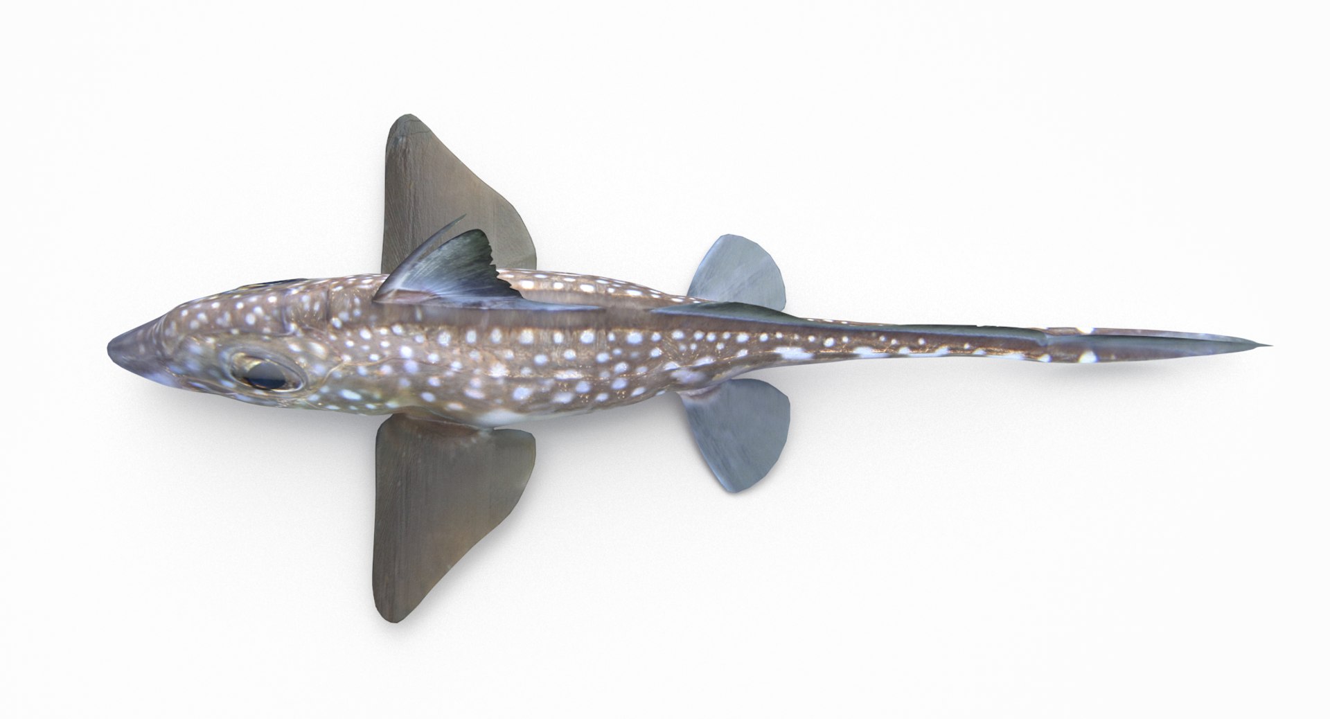 3D Spotted Ratfish Model - TurboSquid 1363521