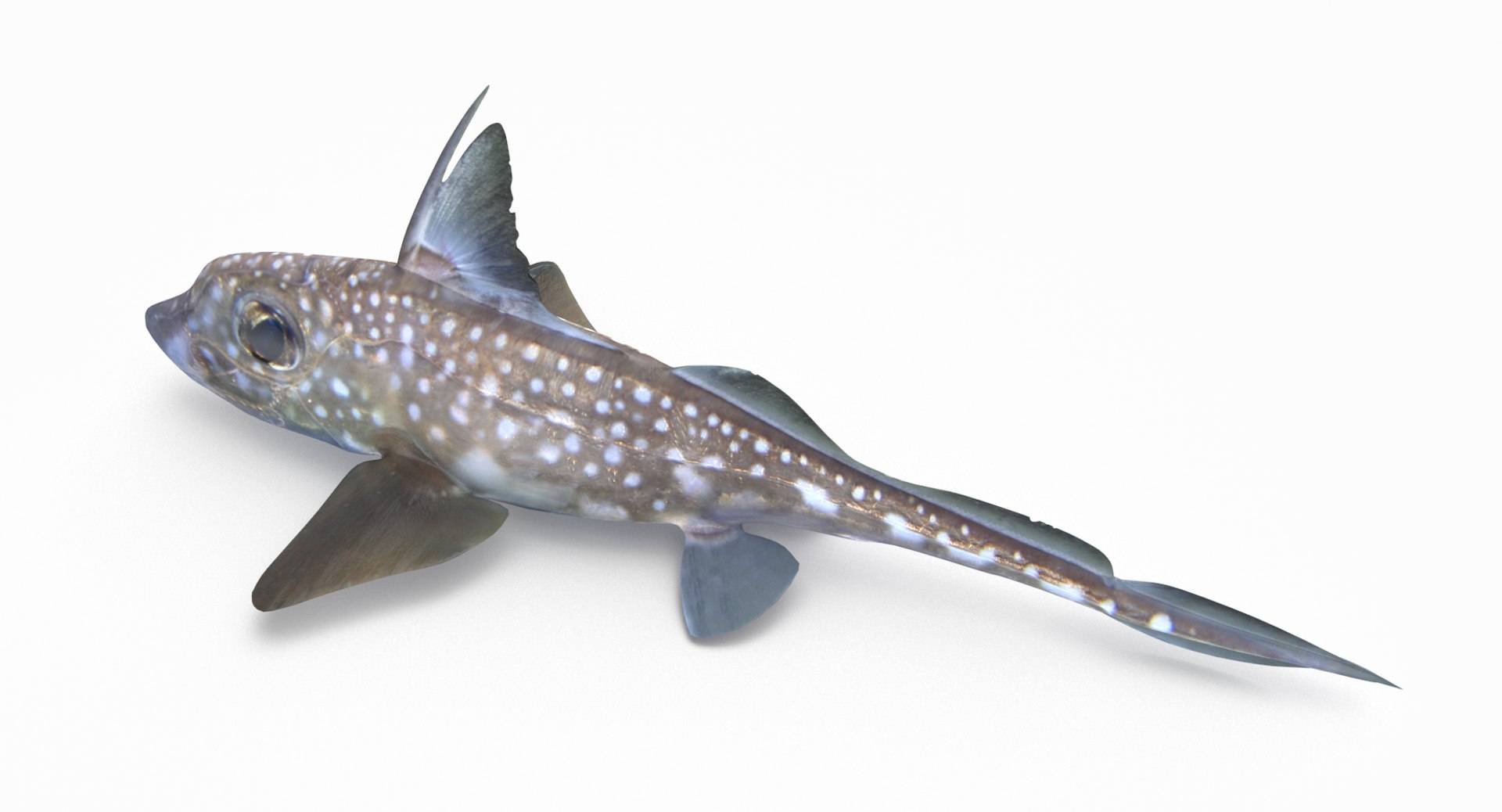 3D Spotted Ratfish Model - TurboSquid 1363521