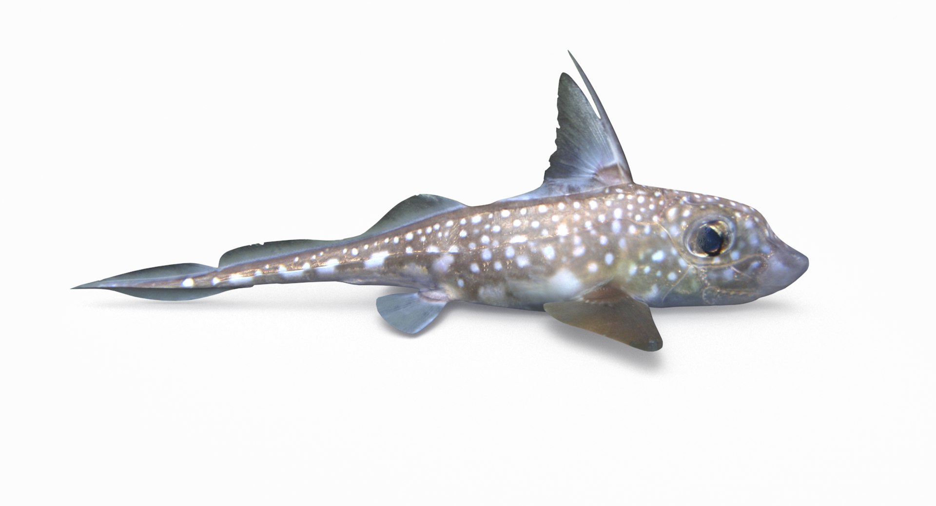 3D Spotted Ratfish Model - TurboSquid 1363521