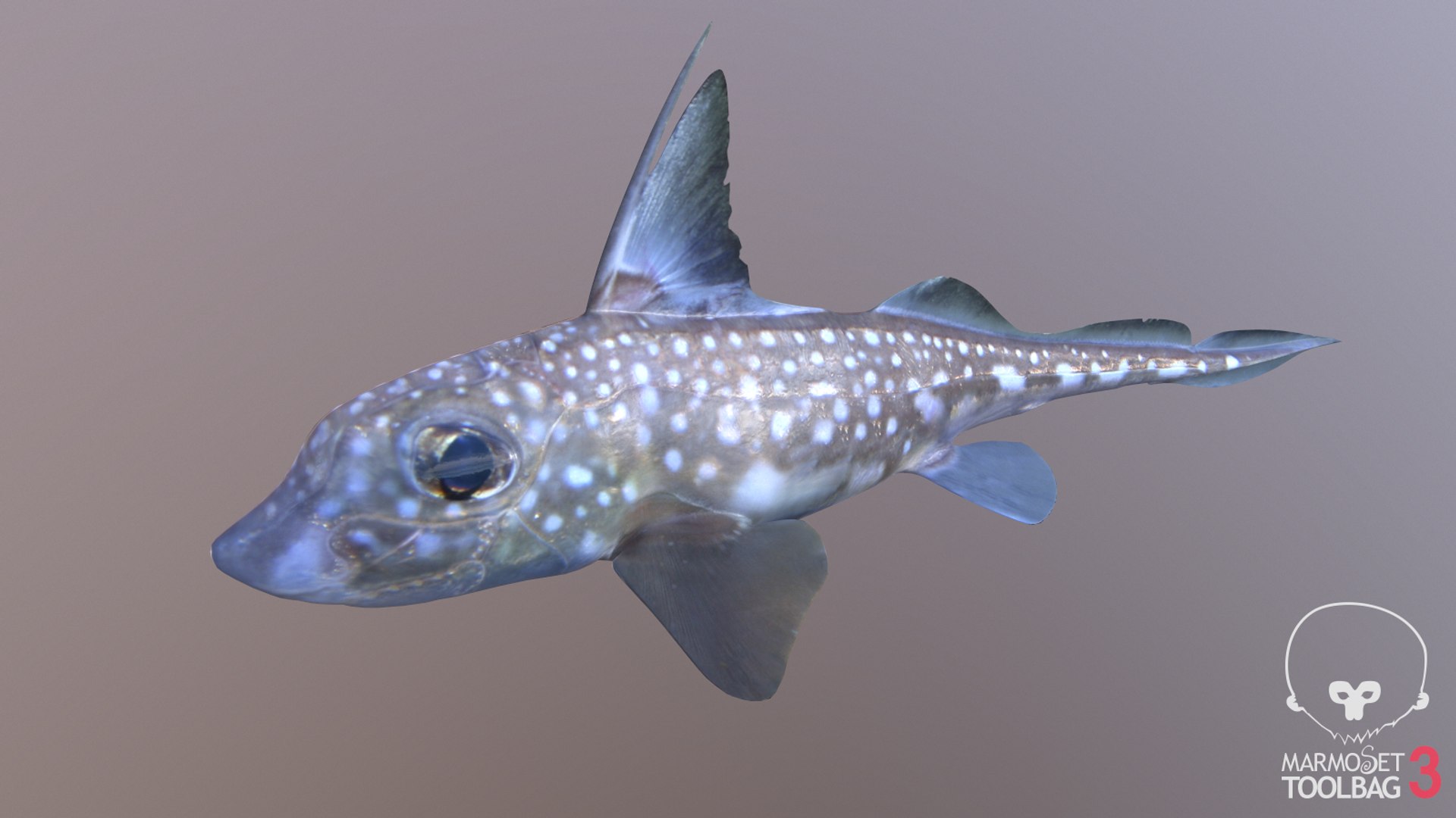 3D Spotted Ratfish Model - TurboSquid 1363521