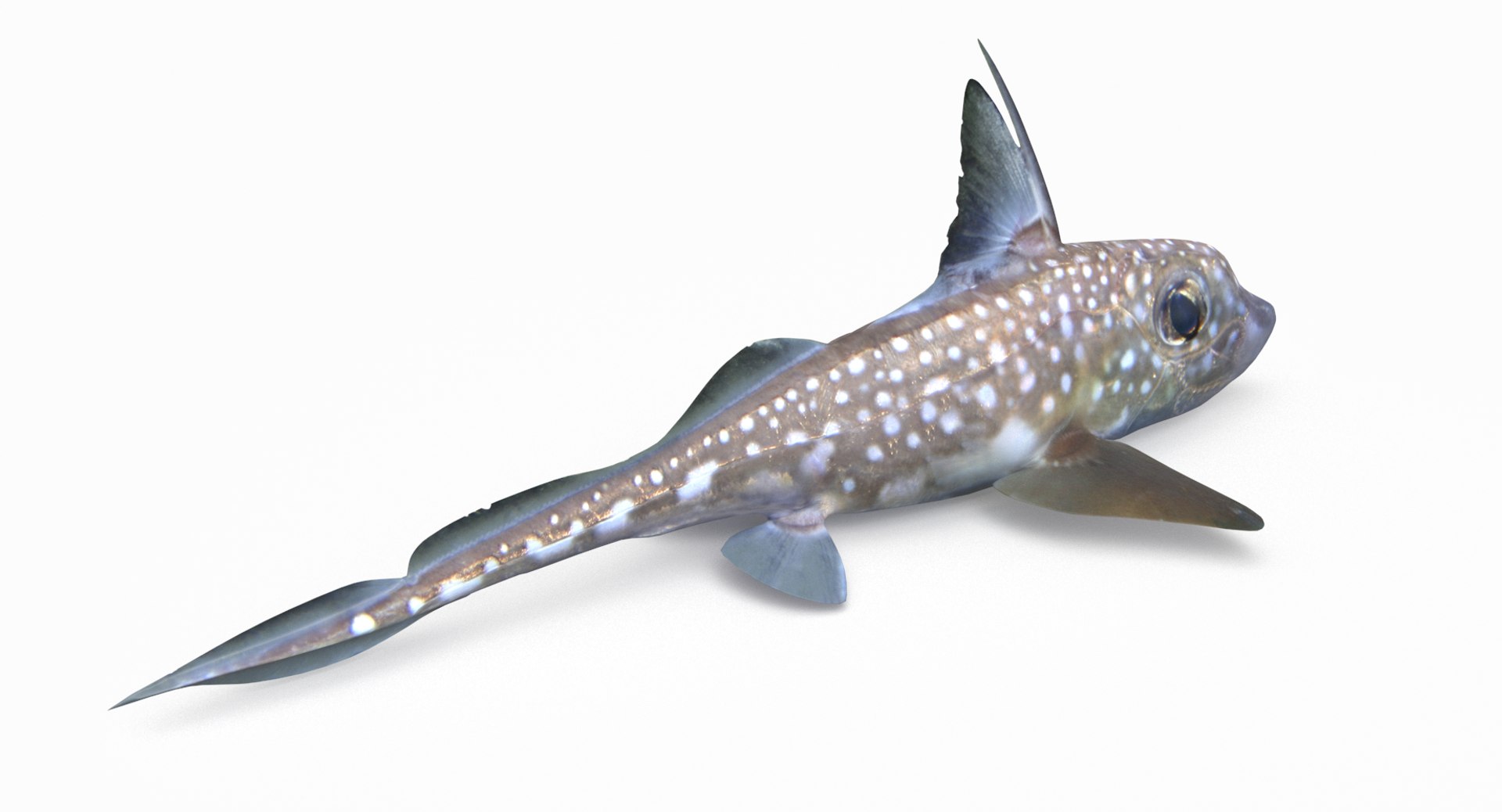 3D Spotted Ratfish Model - TurboSquid 1363521