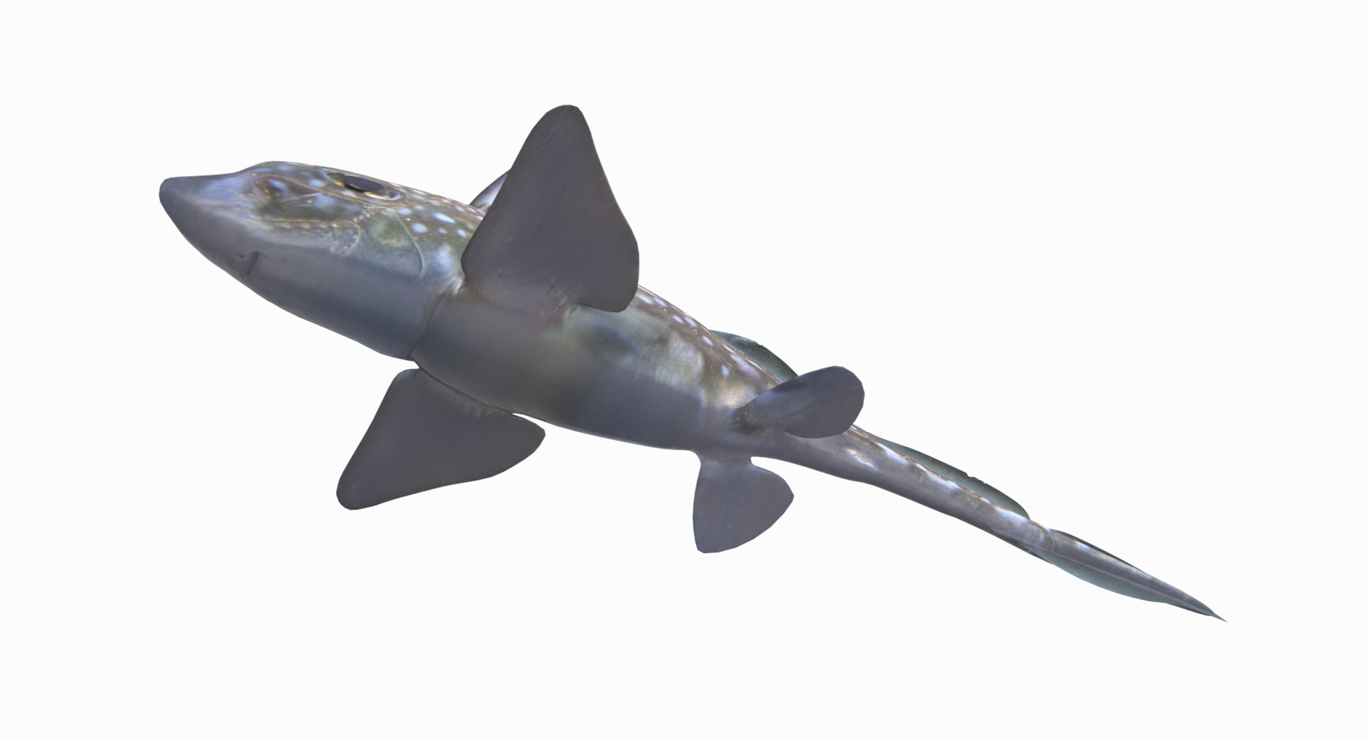 3D Spotted Ratfish Model - TurboSquid 1363521