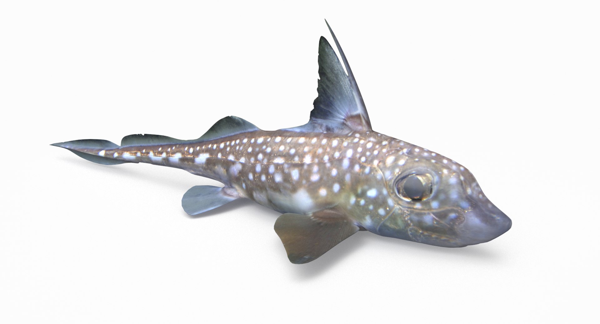 3D Spotted Ratfish Model - TurboSquid 1363521