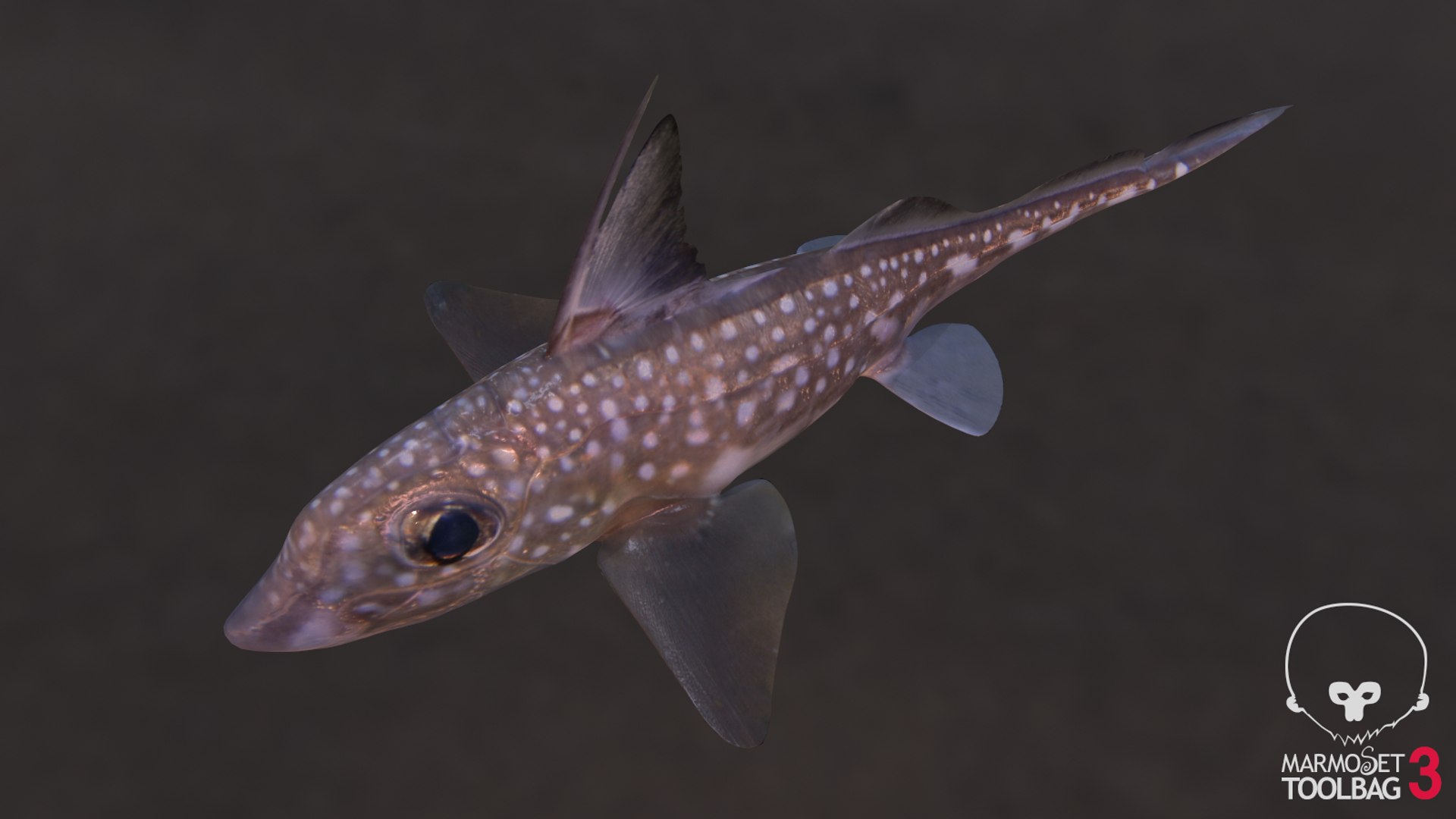 3D Spotted Ratfish Model - TurboSquid 1363521