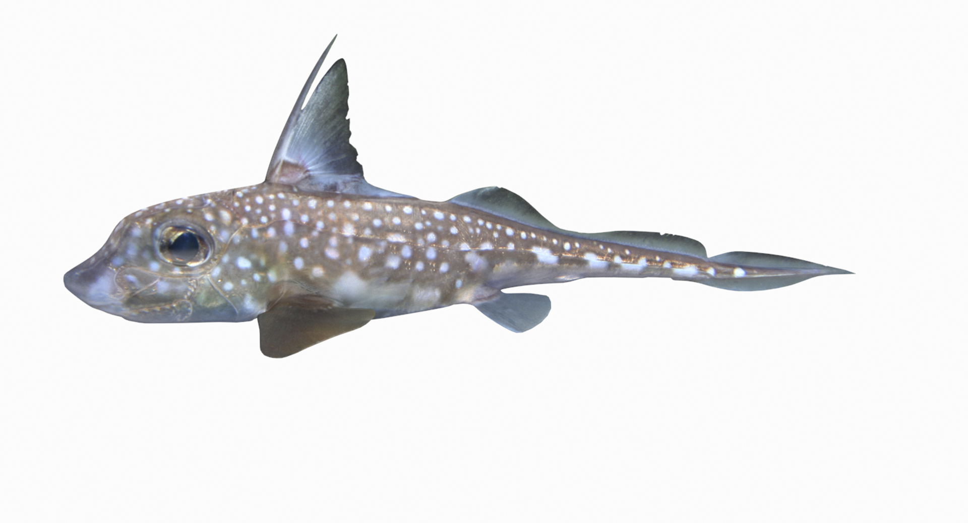 Spotted Ratfish Pictures Rare Albino Ratfish Has Eerie, Silvery Sheen