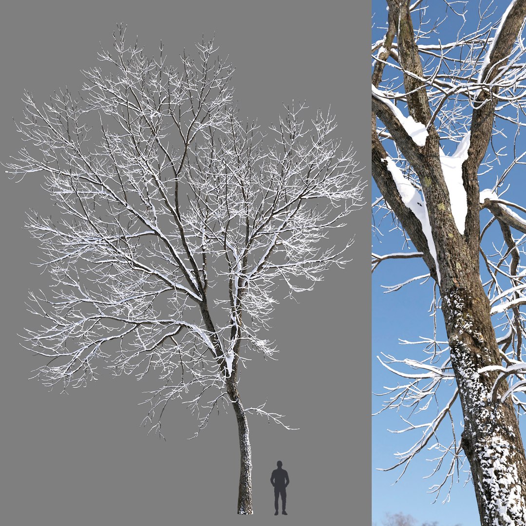 Ash-tree 16m Winter - TurboSquid 2397849