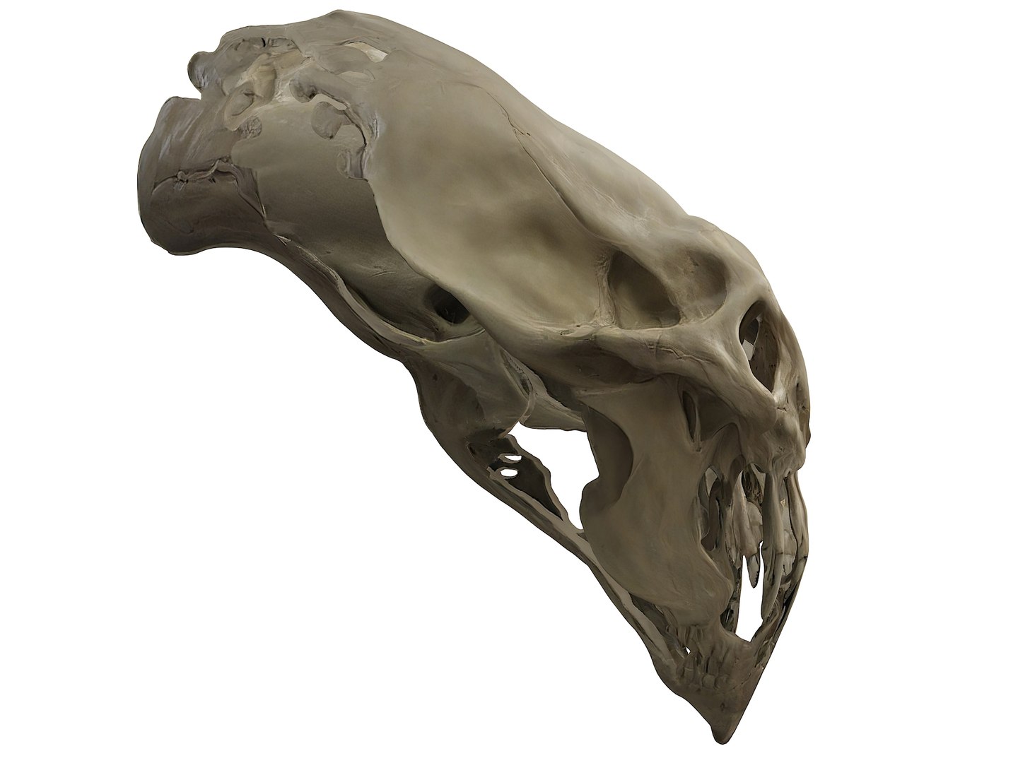 Prehistoric Predator Skulls 3D Model - TurboSquid 2298099