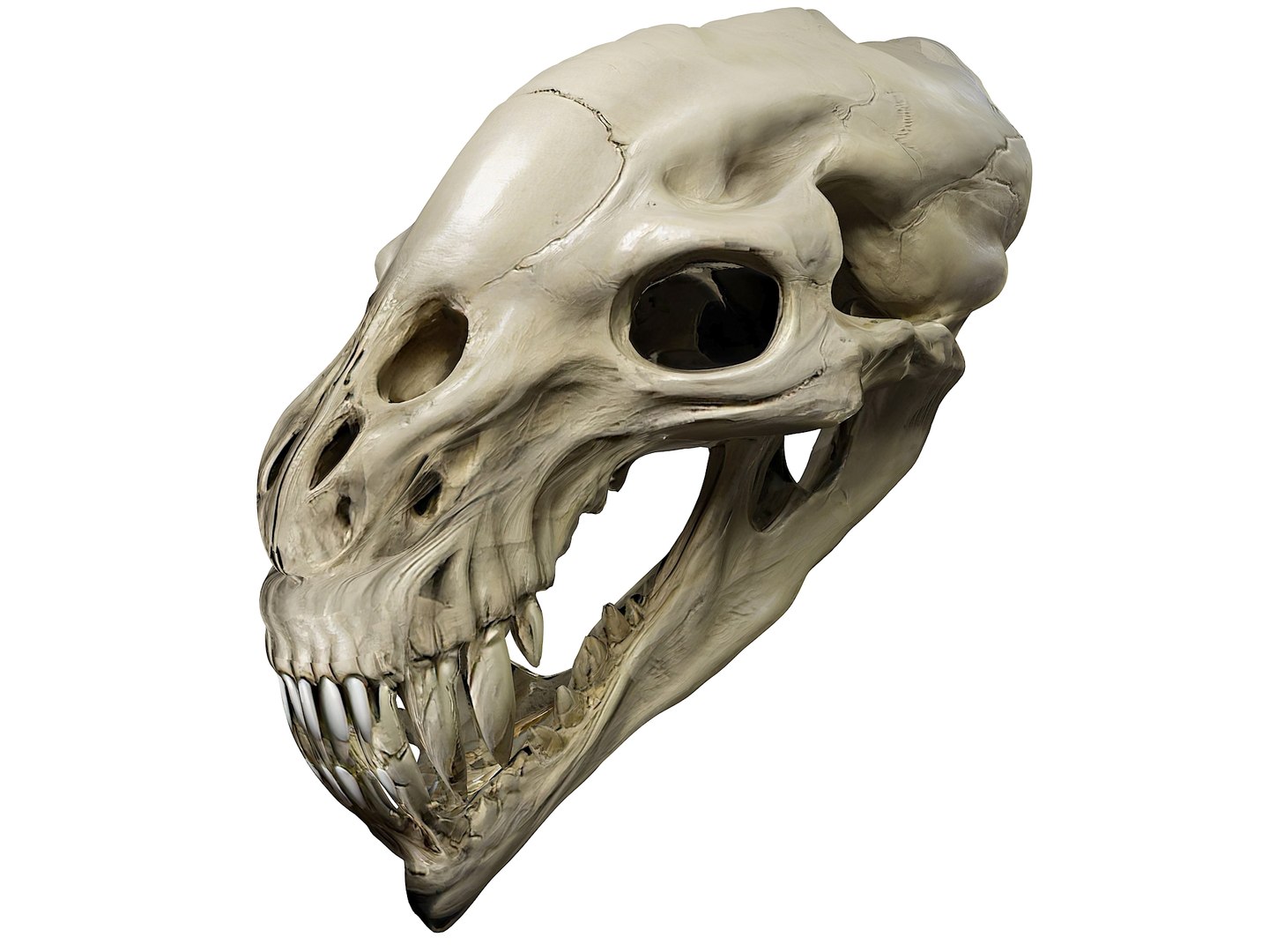 Prehistoric Predator Skulls 3D Model - TurboSquid 2298099