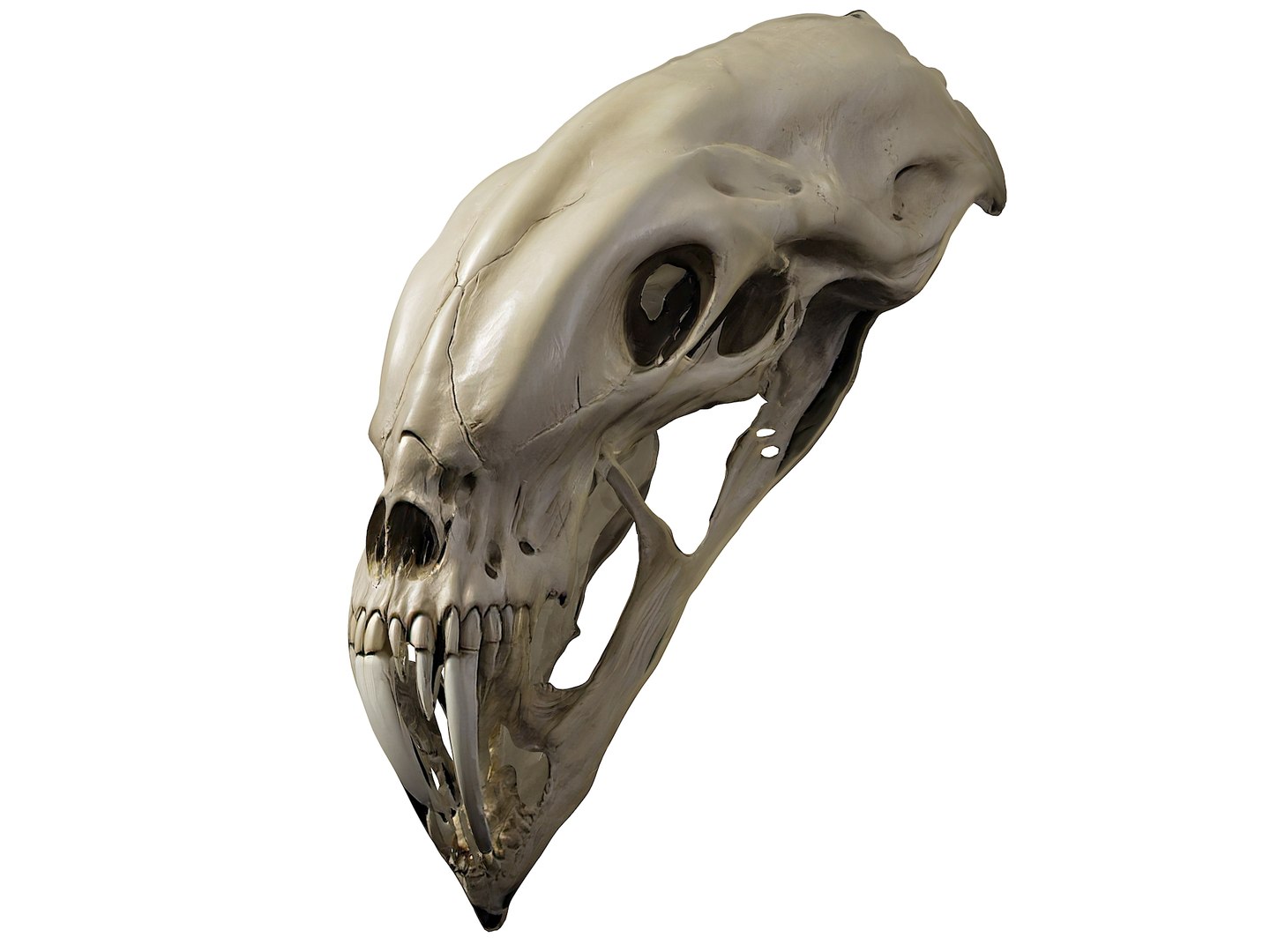 Prehistoric Predator Skulls 3D Model - TurboSquid 2298099