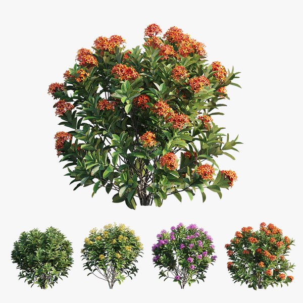 Bush SketchUp Models for Download | TurboSquid