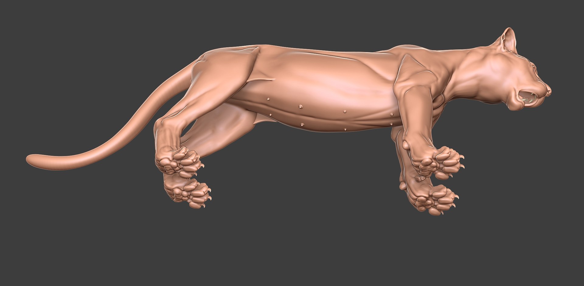 3D Leopard Cub Primary Forms Zbrush Sculpt model - TurboSquid 1820472