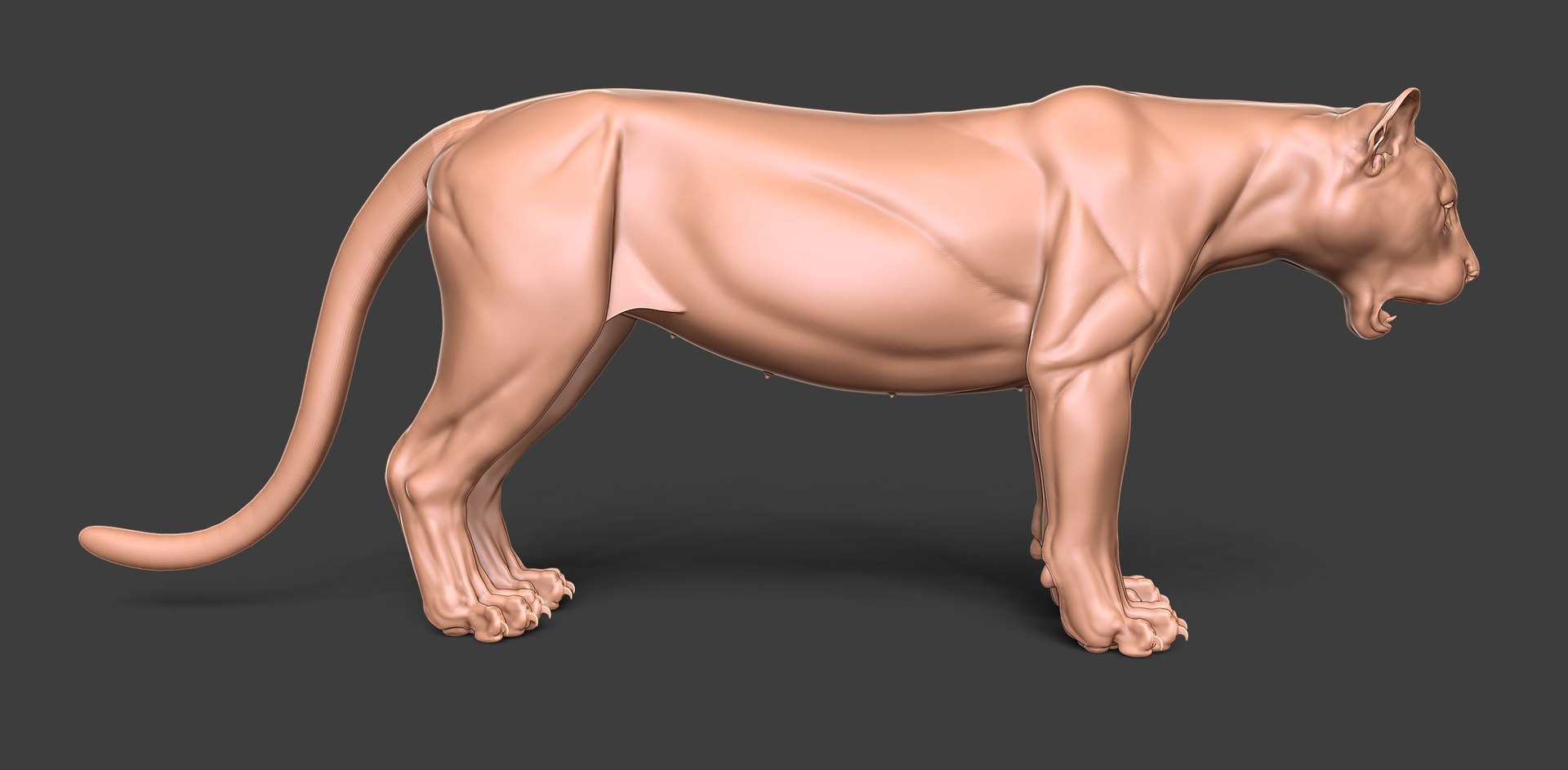 3D Leopard Cub Primary Forms Zbrush Sculpt model - TurboSquid 1820472