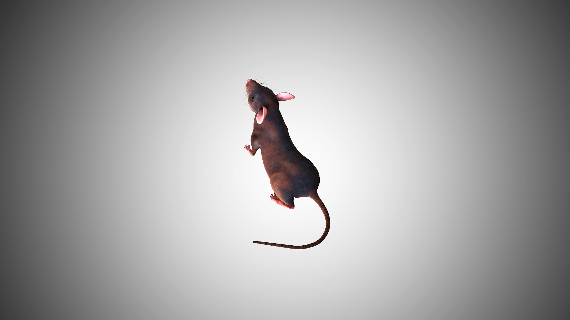 Rat Mouse 3D Model - TurboSquid 1589857