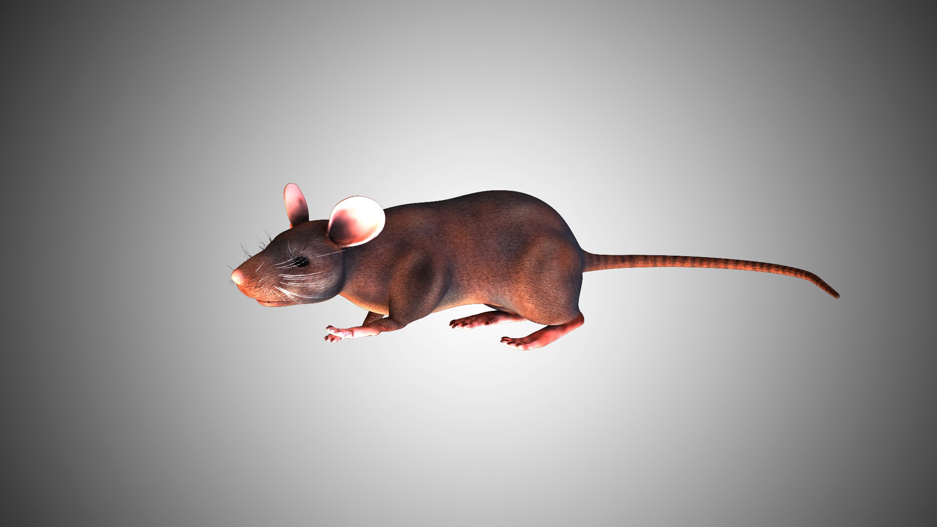 Rat Mouse 3D Model - TurboSquid 1589857