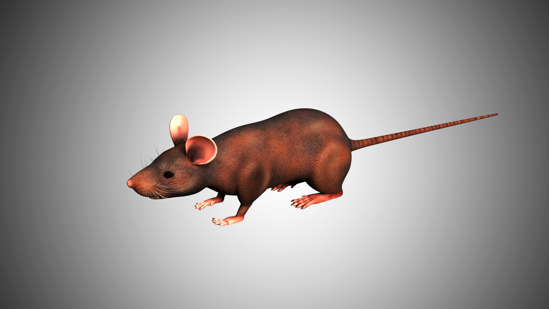 Rat Mouse 3D Model - TurboSquid 1589857