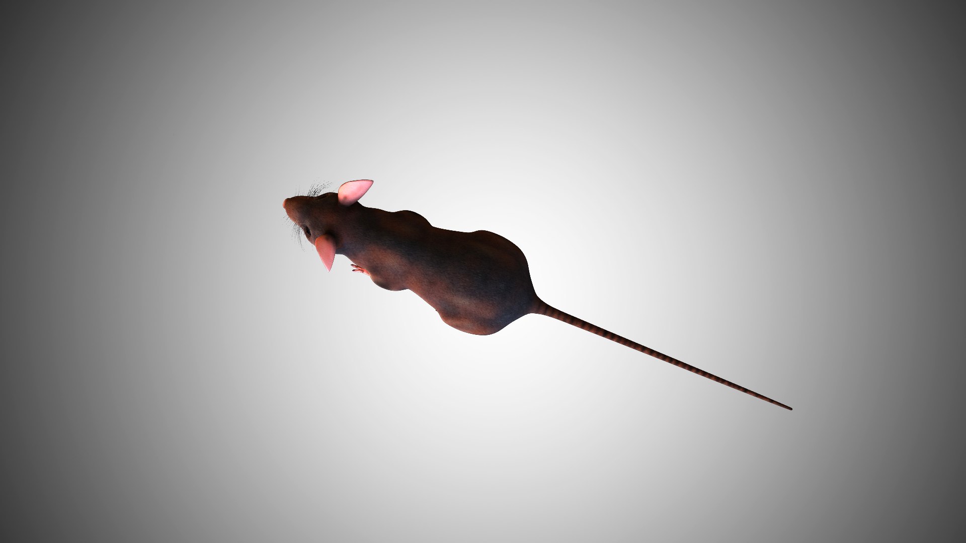 Rat Mouse 3D Model - TurboSquid 1589857