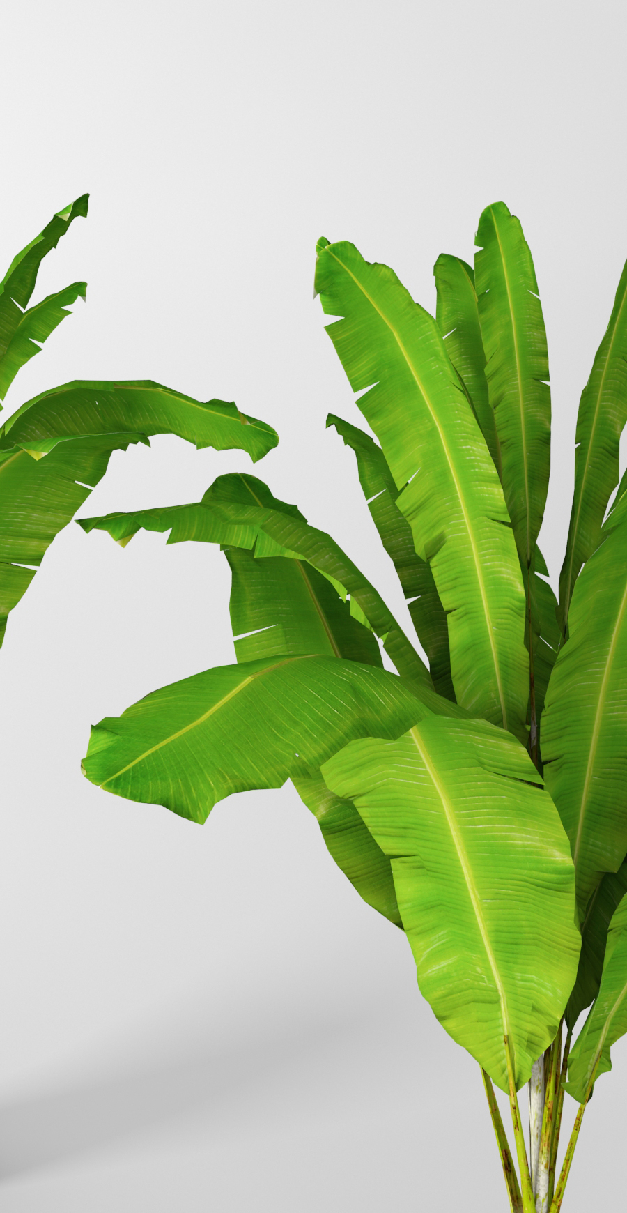 banana tree 3d max