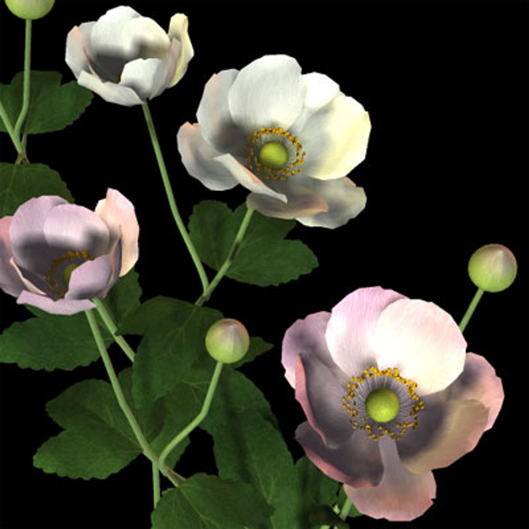 anemone japonica syumeigiku 3d model