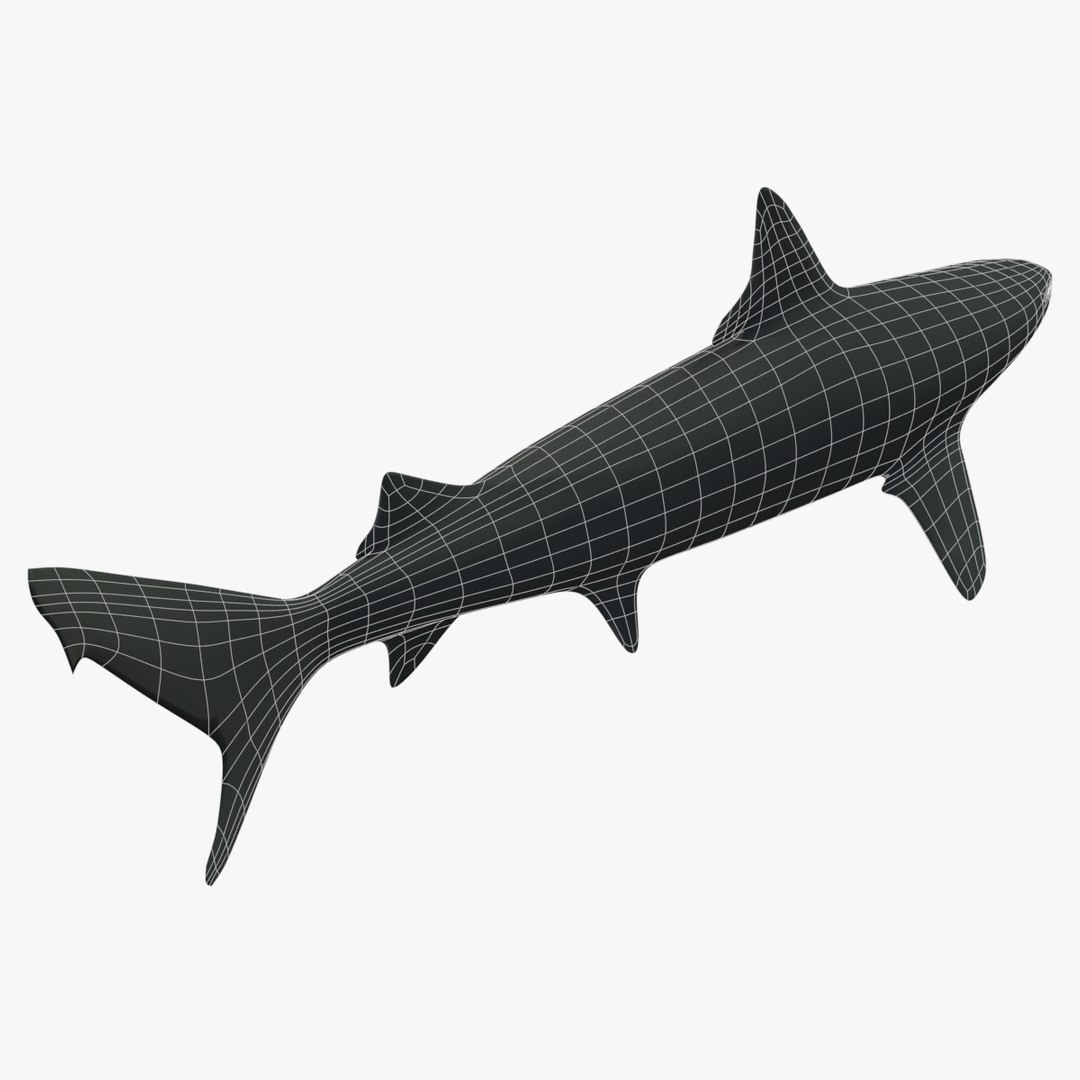 Blacktip Reef Shark 3d Model