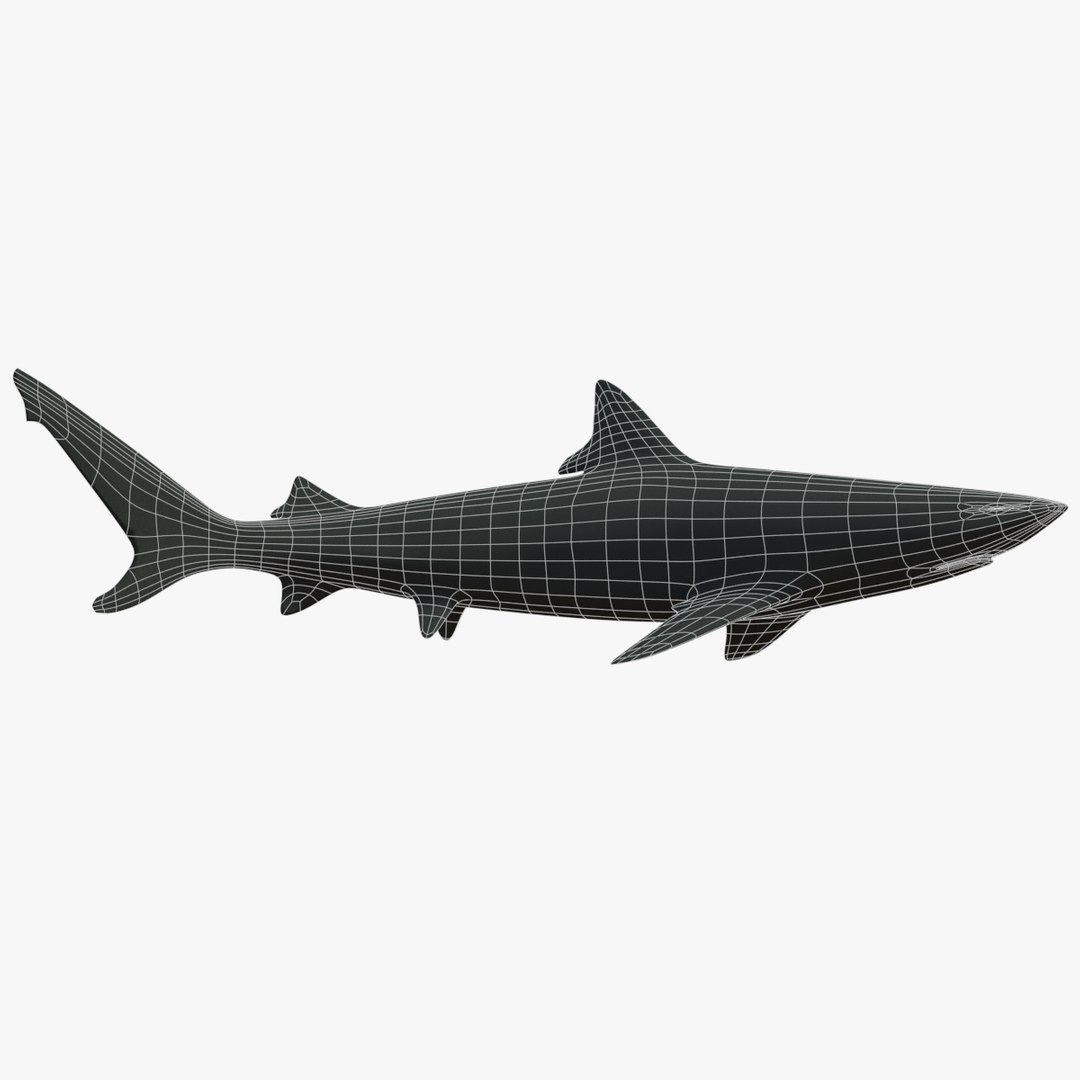 Blacktip Reef Shark 3d Model