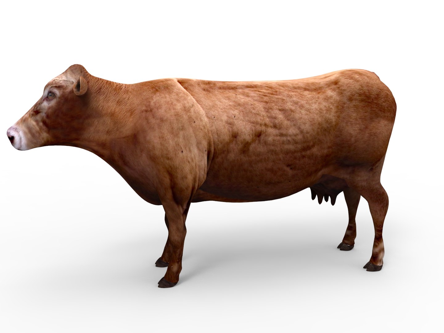3D Cow Cattle - TurboSquid 1196485
