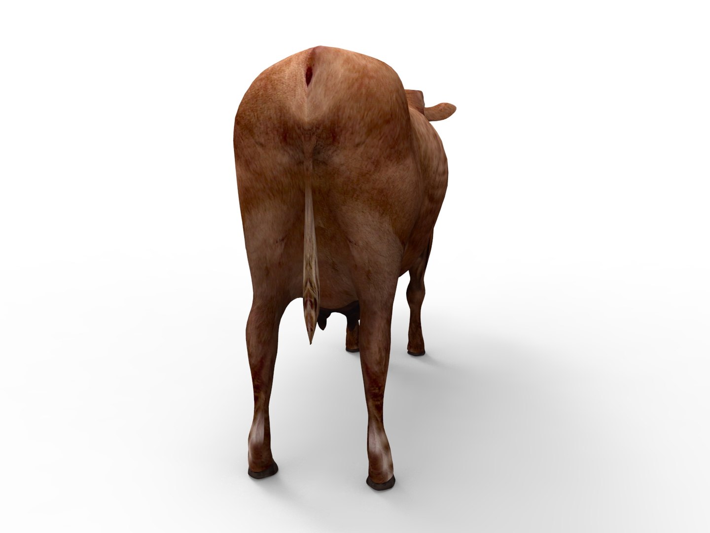 3D Cow Cattle - TurboSquid 1196485