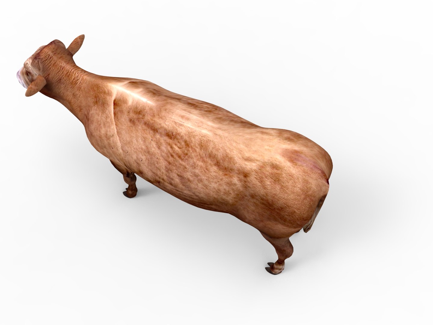 3D Cow Cattle - TurboSquid 1196485