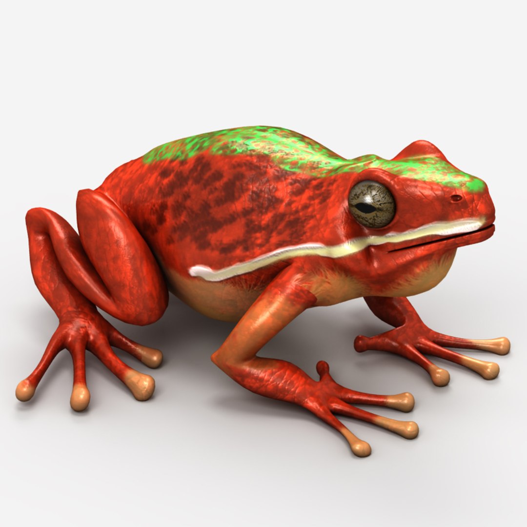3d Model Frog