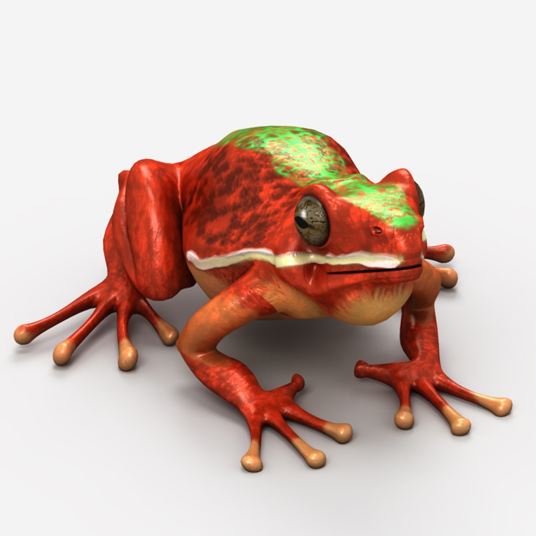 3d Model Frog