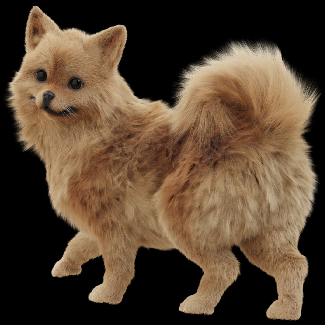 Dog Spitz Model - TurboSquid 1515088