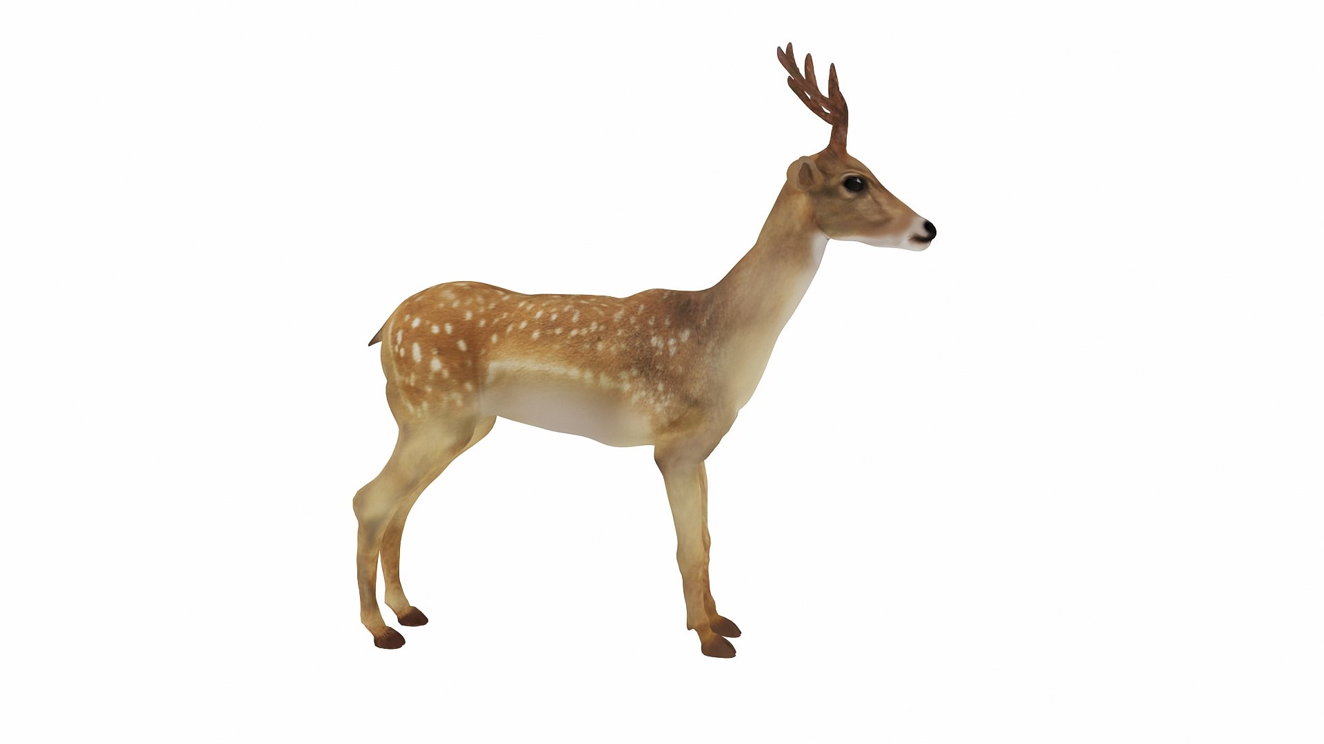 3D deer animal mammal - TurboSquid 1443715