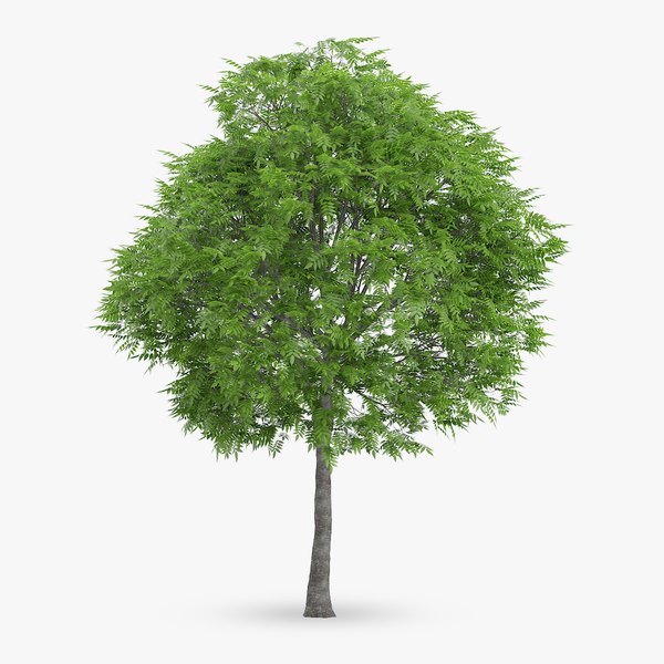 3d rowan tree 10m